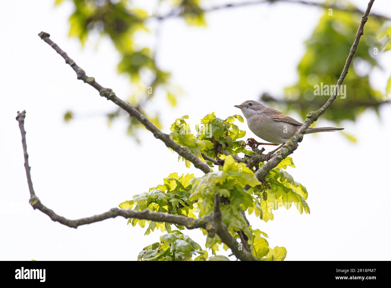 Common Whitethroat (Sylvia communi) Hickling Norfolk UK GB May 2023 ...