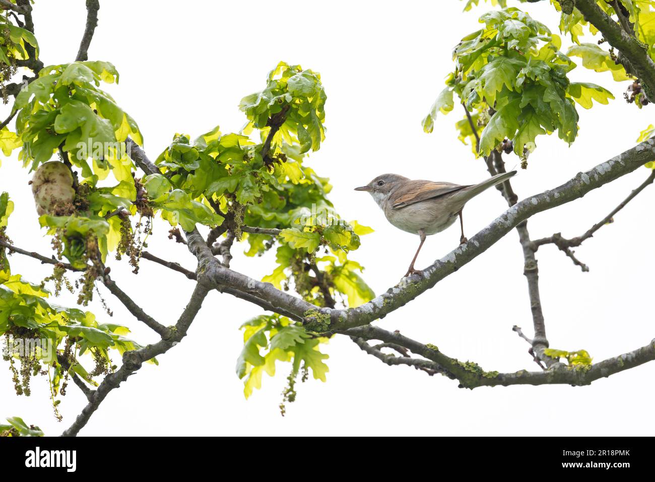Common Whitethroat (Sylvia communi) Hickling Norfolk UK GB May 2023 ...