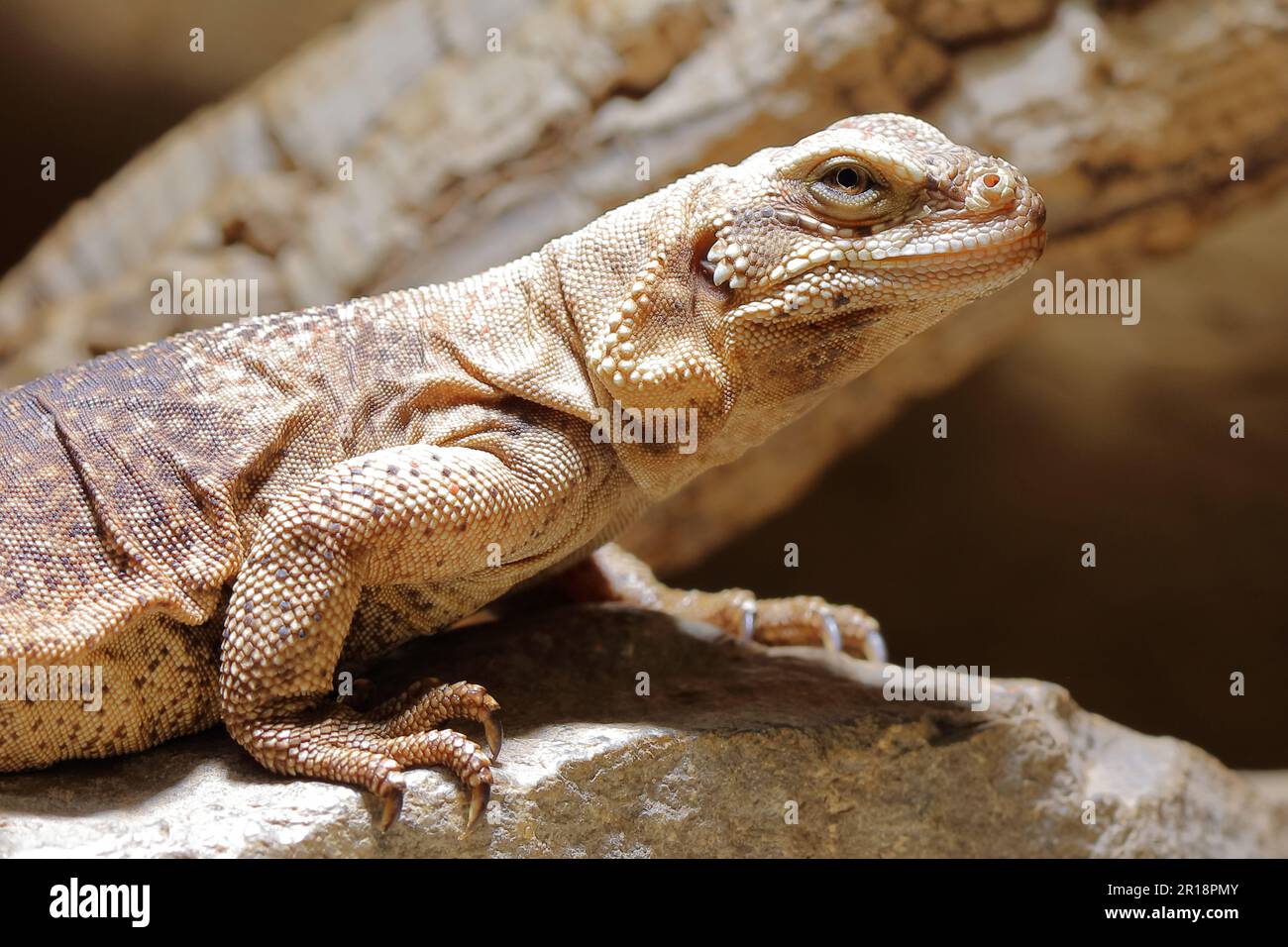 Chuckwalla / Common chuckwalla / Sauromalus ater Stock Photo - Alamy