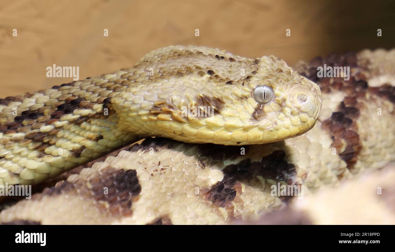 Afrika puff adder hi-res stock photography and images - Alamy