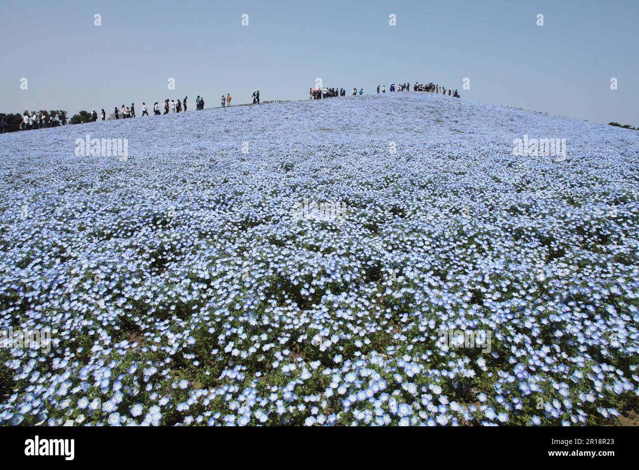 Hitachi Seaside Park Nemophila garden flower Stock Photo - Alamy