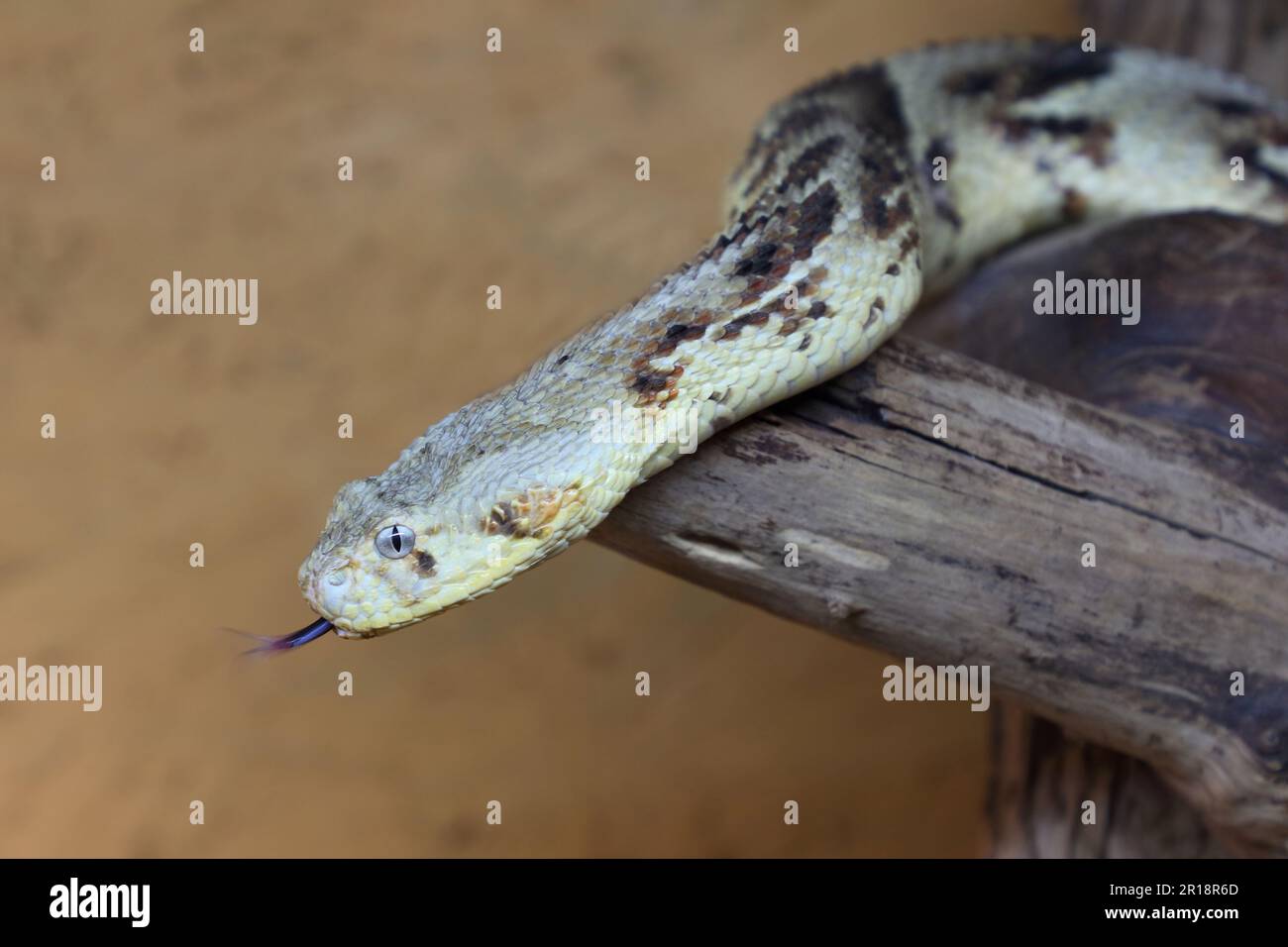 Afrika puff adder hi-res stock photography and images - Alamy