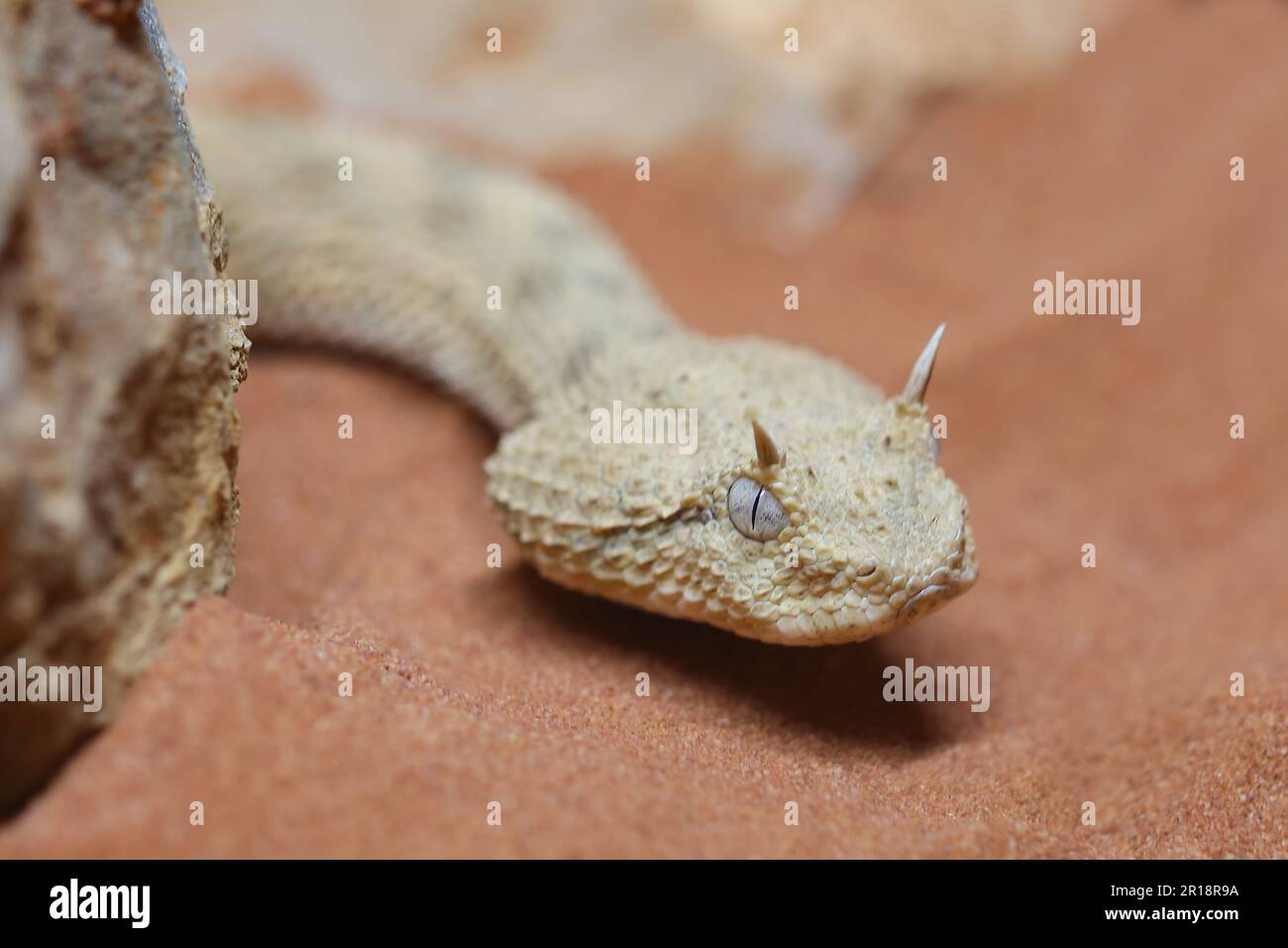 Wüsten-Hornviper / Saharan horned viper / Cerastes cerastes Stock Photo ...