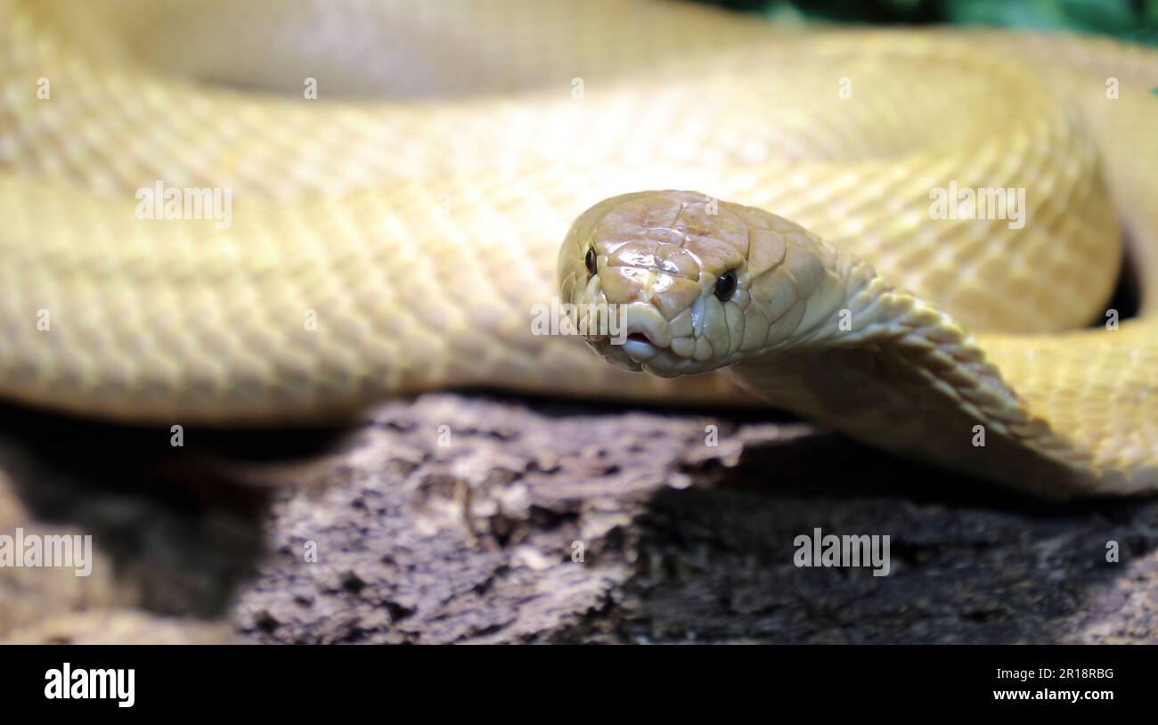 Monokelkobra / Monocled cobra / Naja kaouthia Stock Photo - Alamy