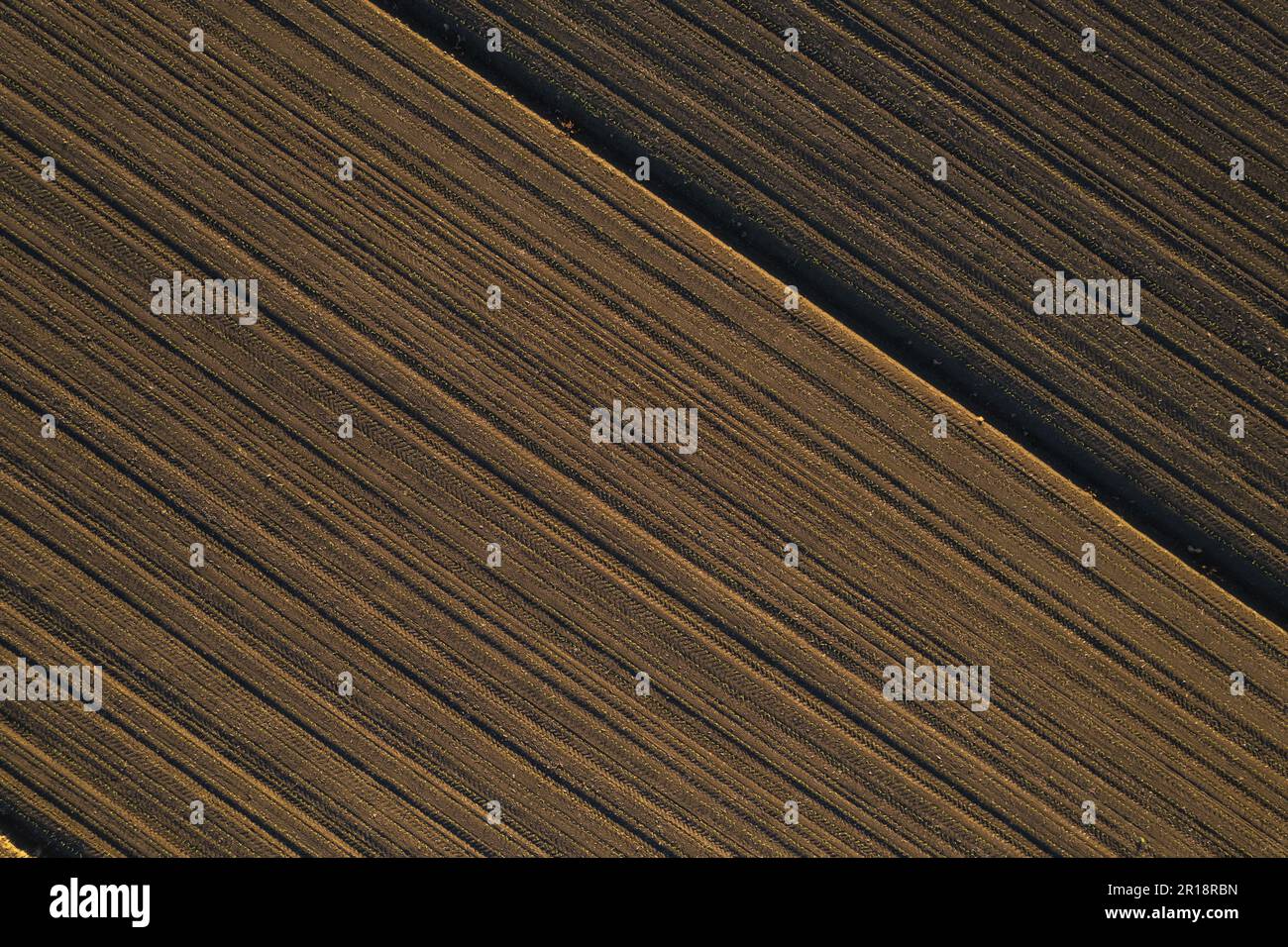 aerial view of young corn crops grwing under the sun in dry soil at ...