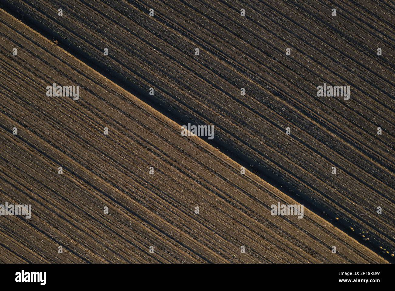 aerial view of young corn crops grwing under the sun in dry soil at ...