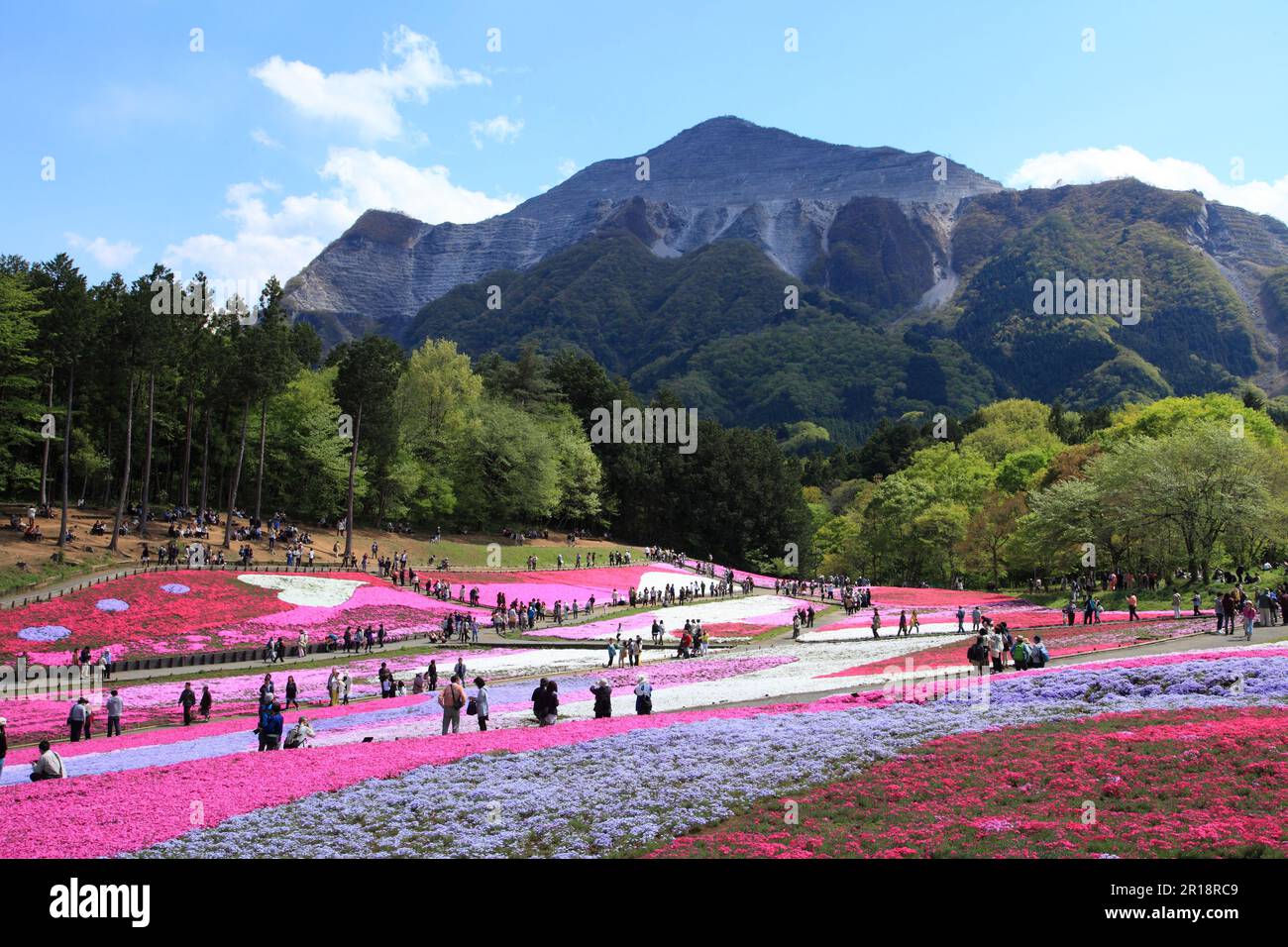 Hill of Garden pink and Mount Buko, Hitsujiyama Park Stock Photo - Alamy