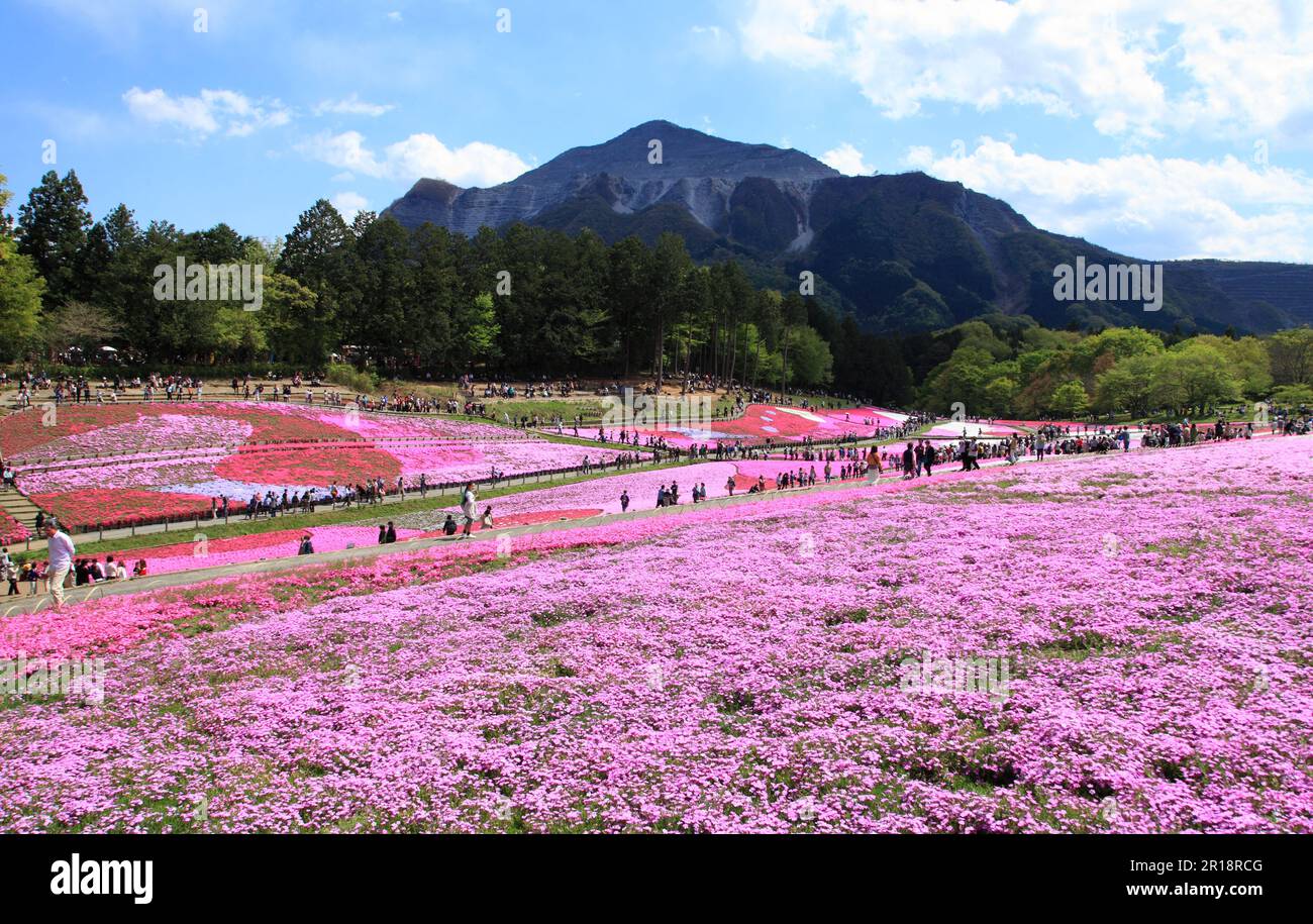Hill of Garden pink and Mount Buko, Hitsujiyama Park Stock Photo - Alamy