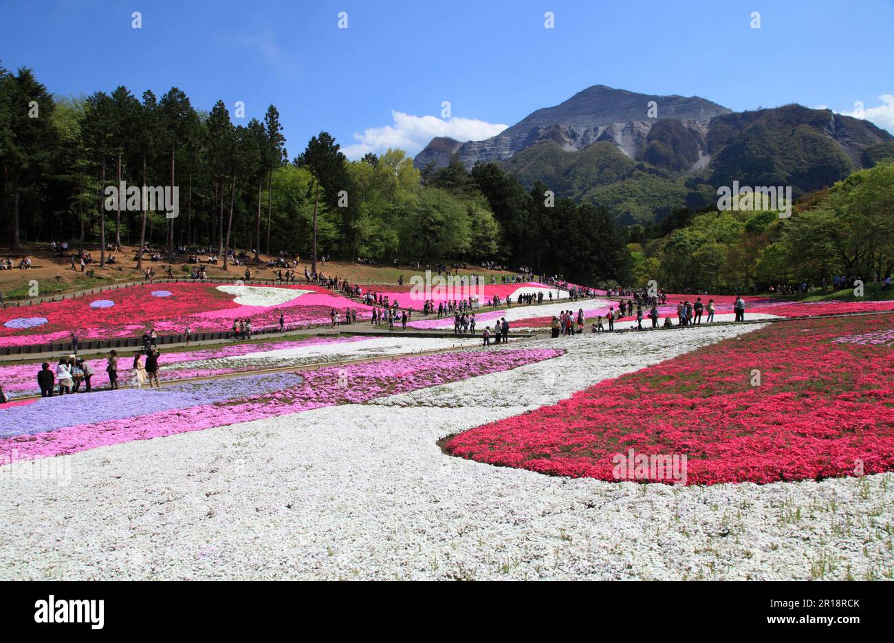 Hill of Garden pink and Mount Buko, Hitsujiyama Park Stock Photo - Alamy