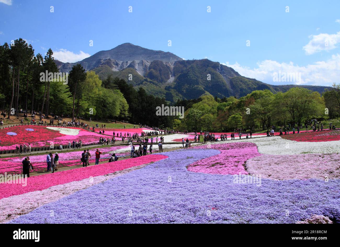 Hill of Garden pink and Mount Buko, Hitsujiyama Park Stock Photo - Alamy