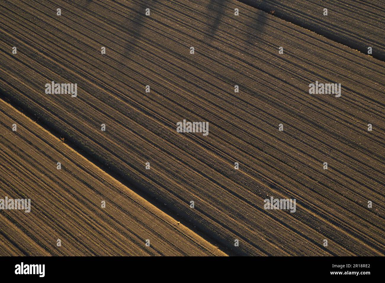 aerial view of young corn crops grwing under the sun in dry soil at ...