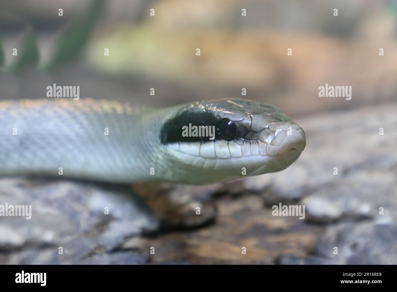 Cave rat snake hi-res stock photography and images - Alamy