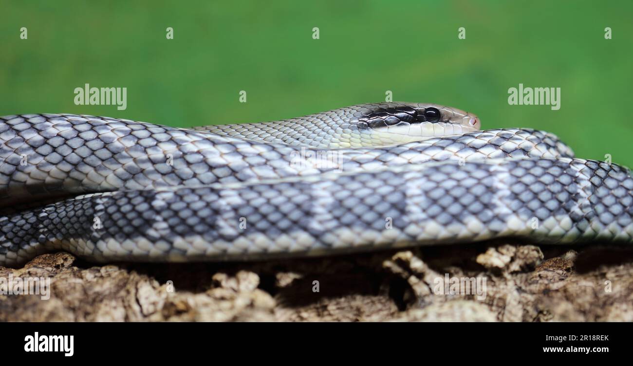 Beauty rat snakes hi-res stock photography and images - Alamy