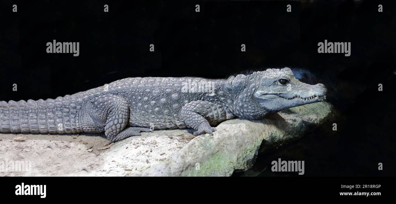 Stumpfkrokodil / Dwarf crocodile / Osteolaemus tetraspis Stock Photo ...