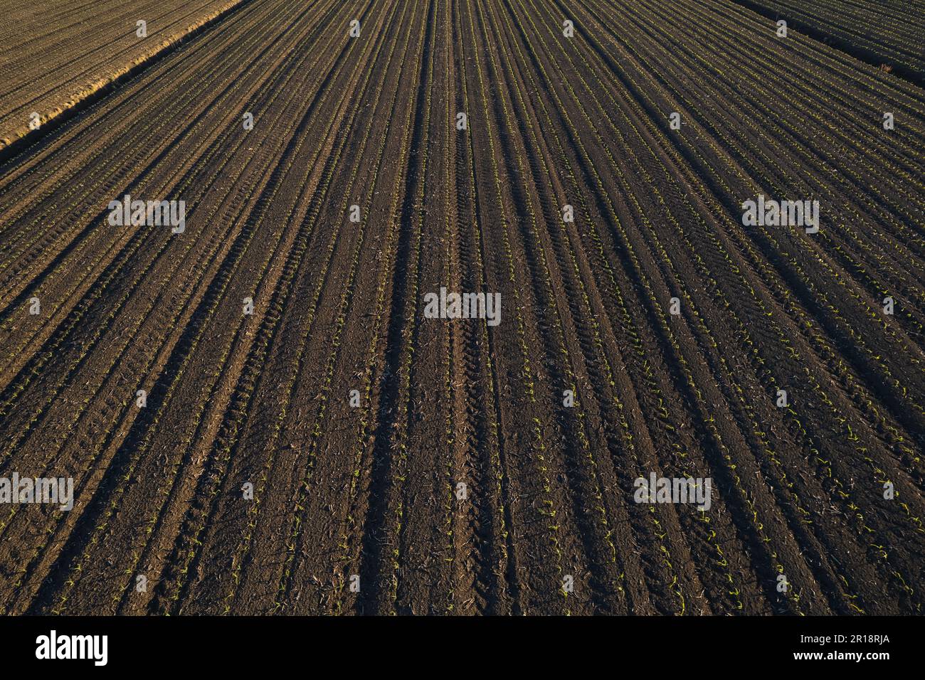 aerial view of young corn crops grwing under the sun in dry soil at ...
