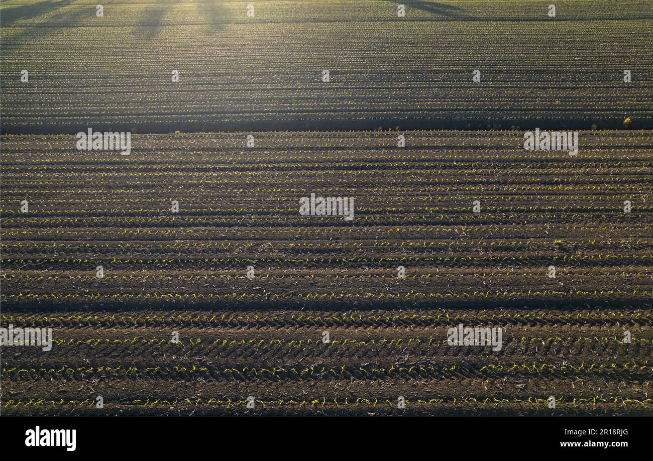 Aerial video above field drone hi-res stock photography and images - Alamy