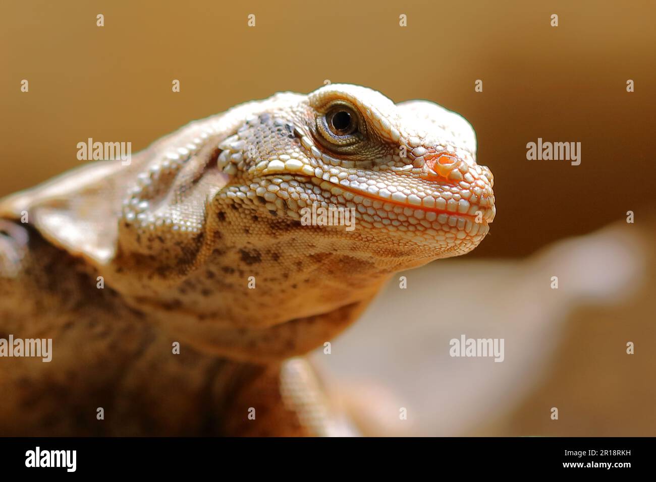 Common chuckwallas hi-res stock photography and images - Alamy