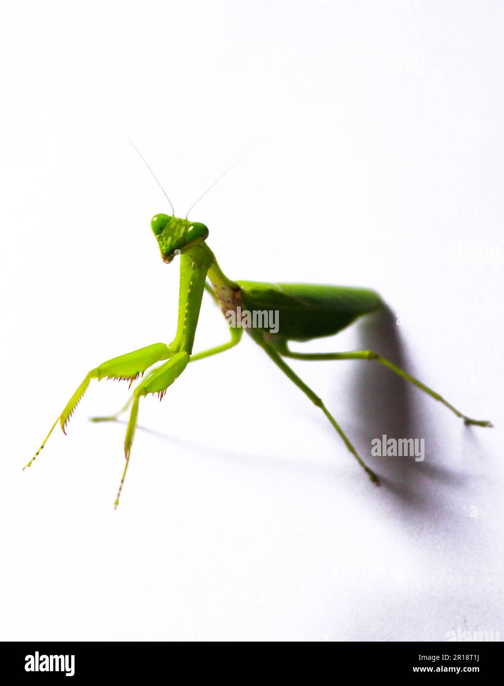Close-up portrait shot of a beautiful praying mantis Stock Photo - Alamy