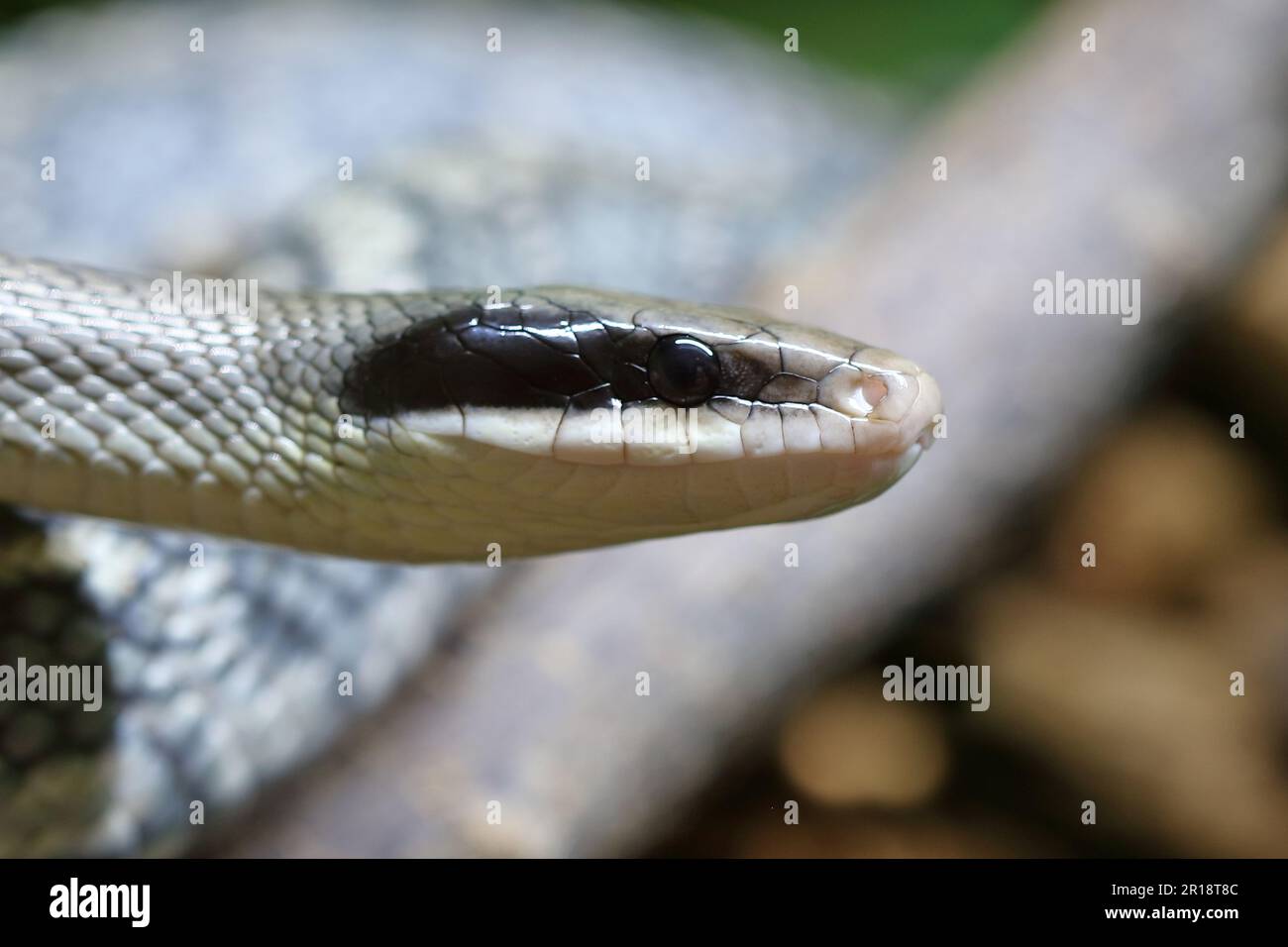 Schönnatter / Beauty rat snake / Orthriophis taeniurus callicyanous or ...