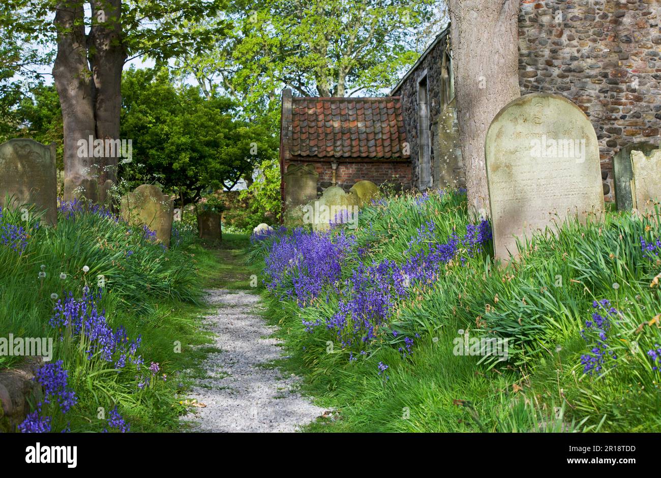 Path, lined with bluebells, leading to All Saints Church, in the ...