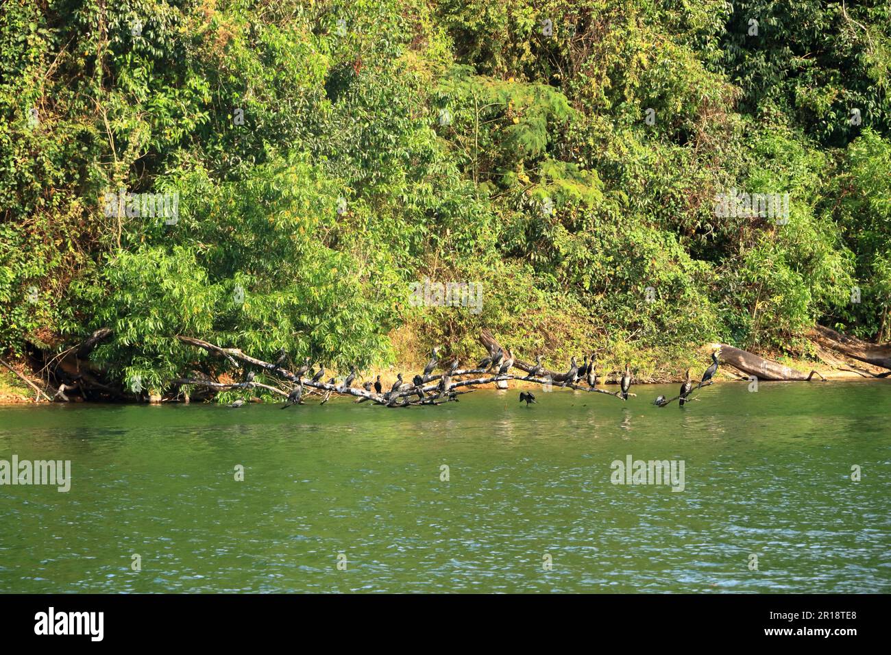 the lake in front of the at peruvannamuzhi (peruvannamoozhi) dam ...