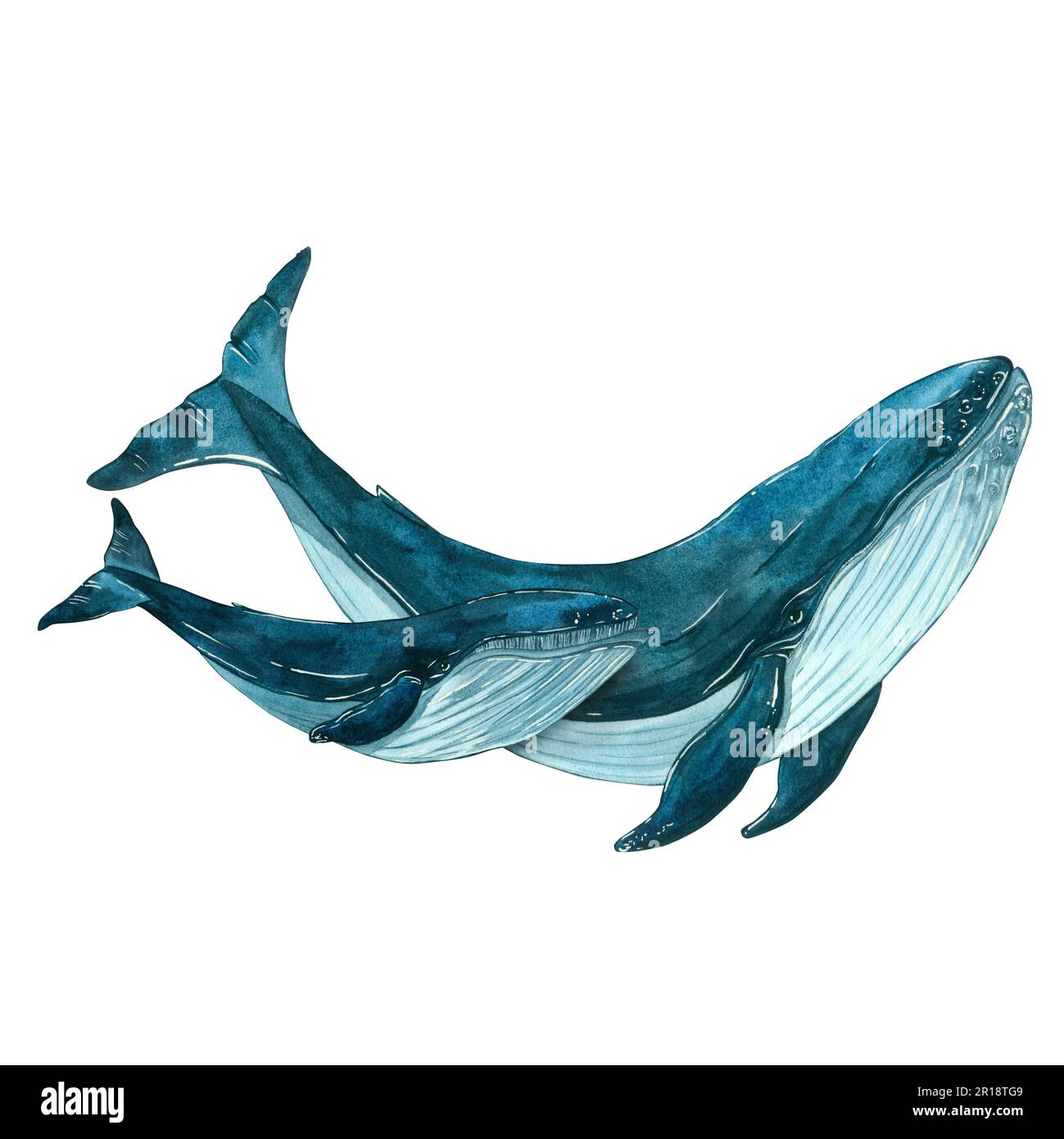 Watercolor illustration, a composition of two whales - a family, a ...