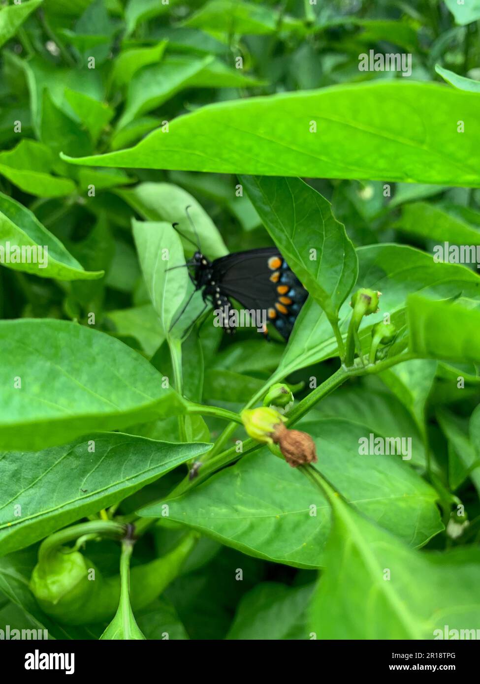 Black butterfly sitting within pepper plants Stock Photo - Alamy
