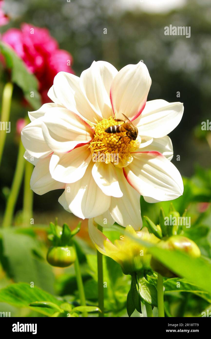 Honey bee collecting pollen white hi-res stock photography and images - Alamy