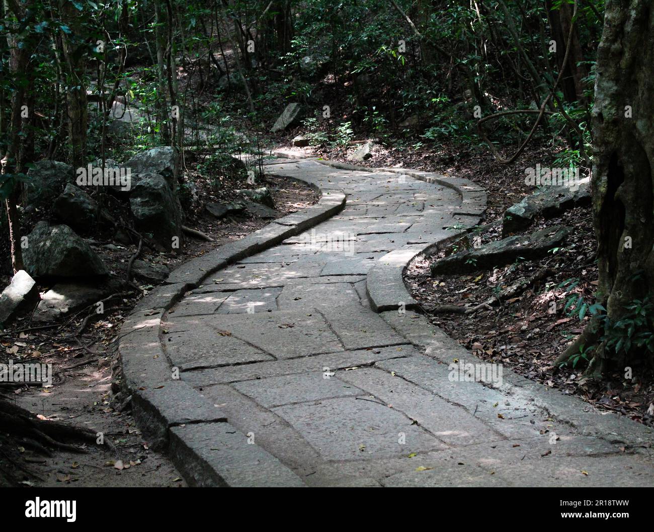 Lonely path leading into the dark forest Stock Photo - Alamy