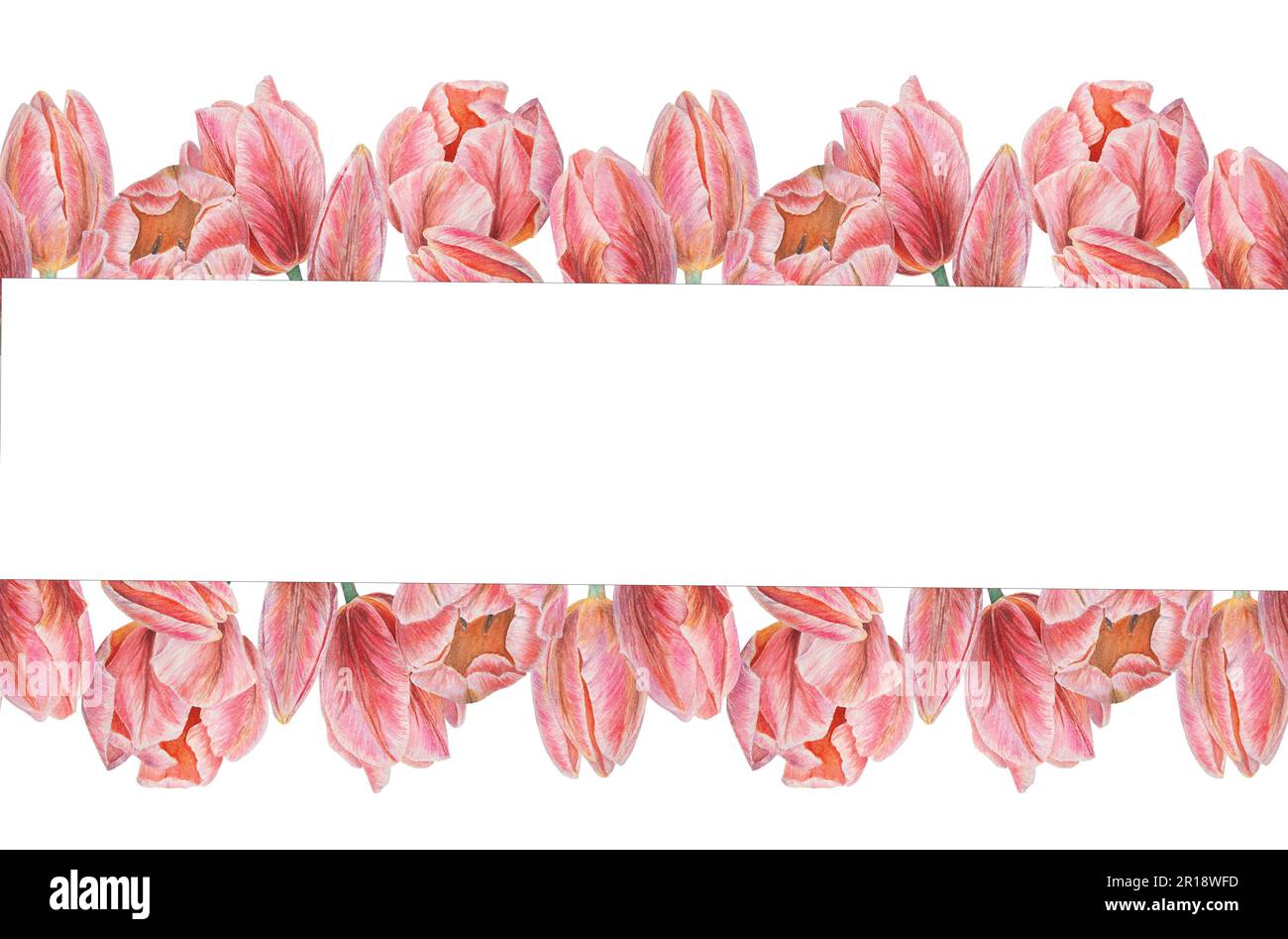 Pink tulips seamless border painted in watercolor, realistic botanical ...