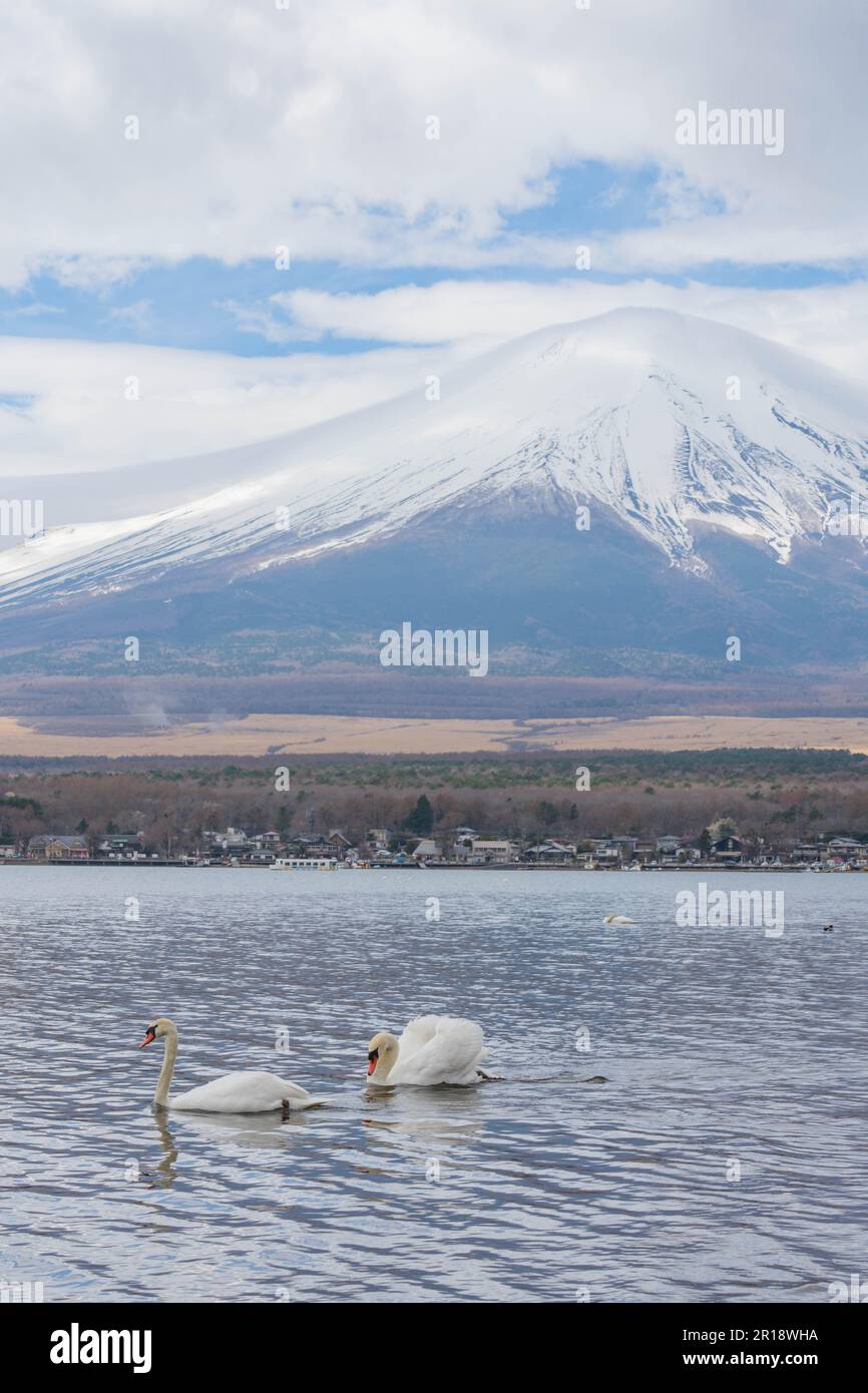 Mt. fuji in morning at lake yamanaka with swan, Yamanakako, Japan Stock ...