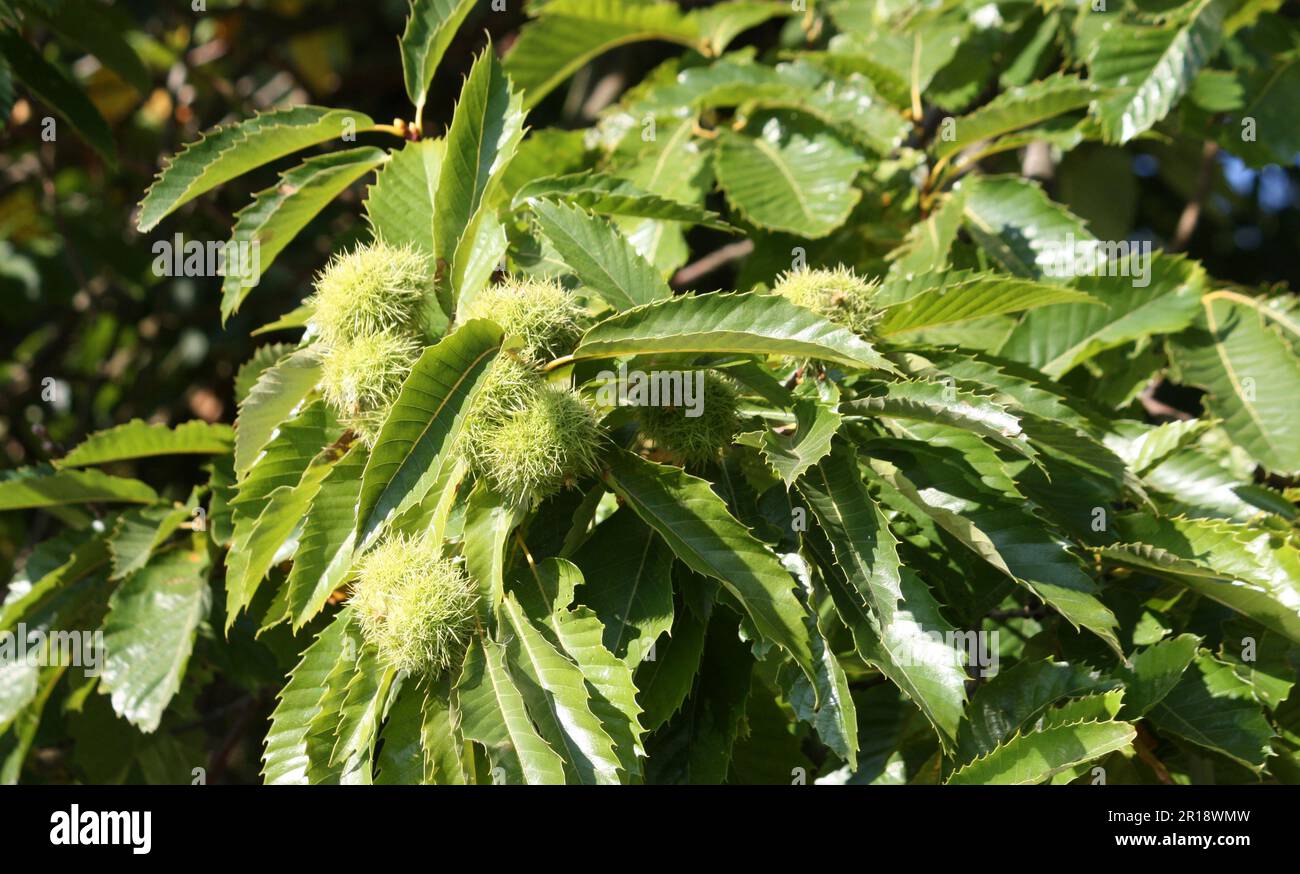 The Spikey Fruit on a Chestnut Tree Stock Photo - Alamy