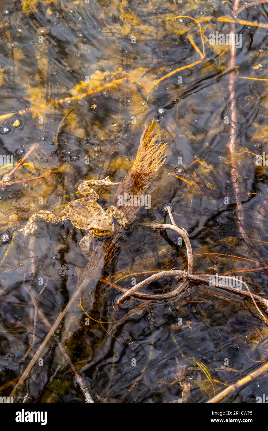 Lake aquatic background with toad Stock Photo - Alamy