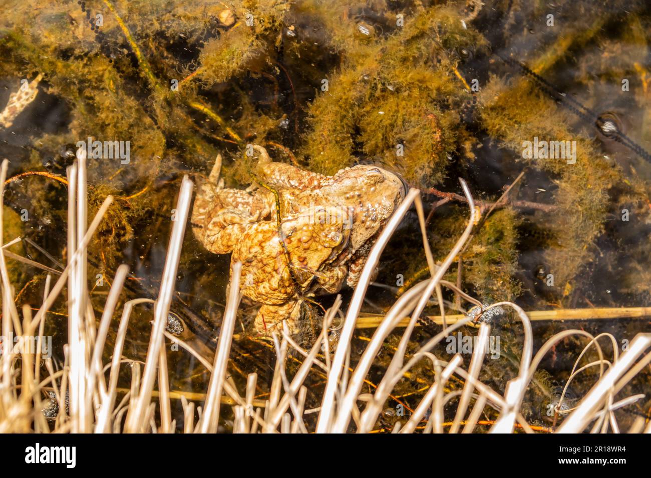 Lake aquatic background with mating toad Stock Photo - Alamy