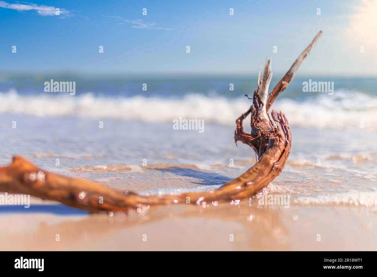 Flotsam root on the Baltic Sea beach in glorious sunshine Stock Photo ...