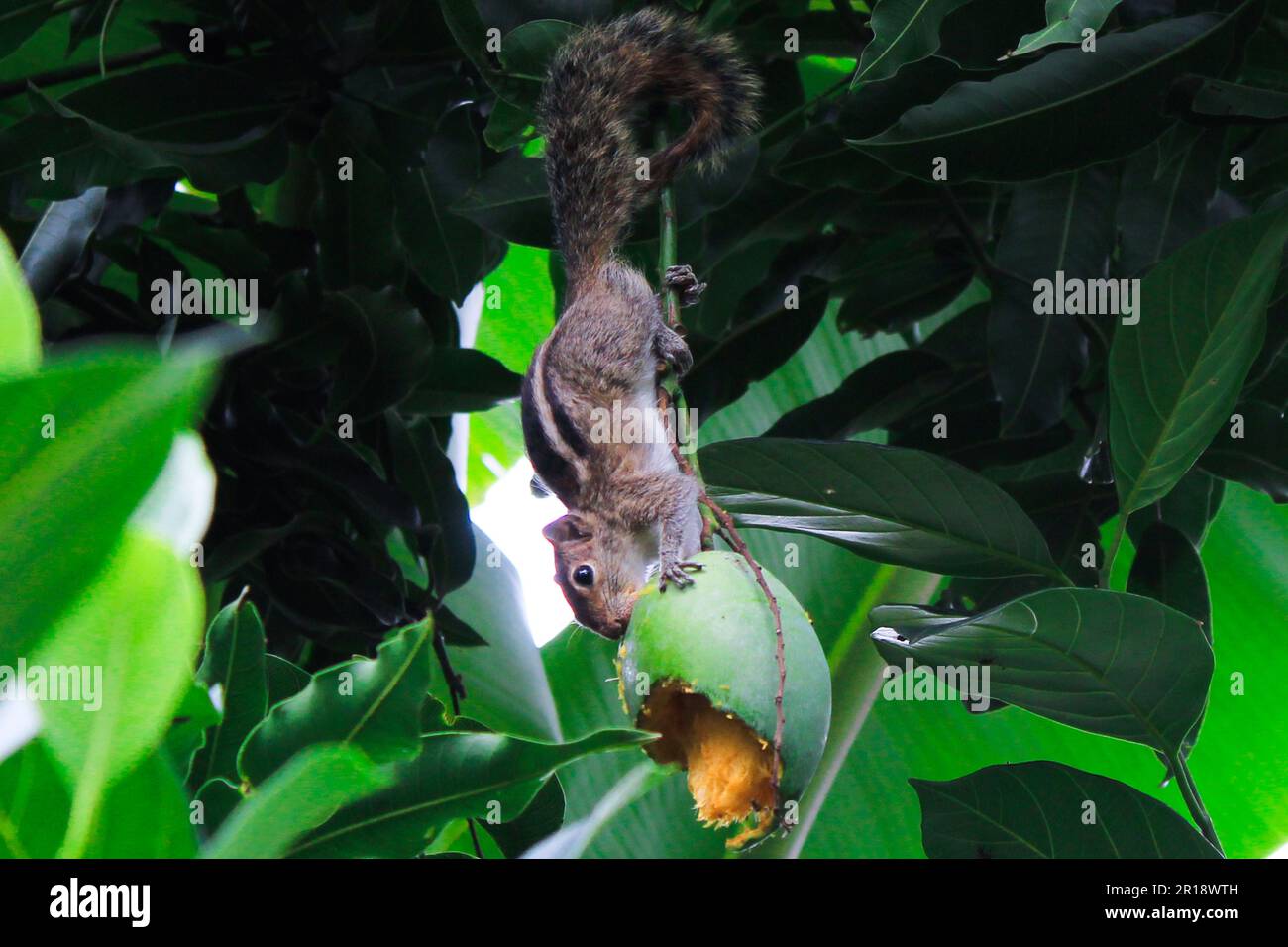 Cute palm squirrel eating a mango hanging in a mango tree Stock Photo ...