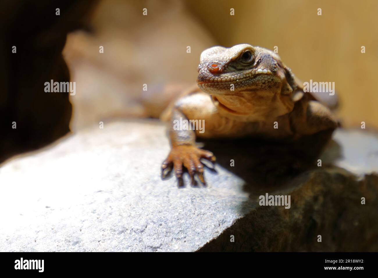 Chuckwalla / Common chuckwalla / Sauromalus ater Stock Photo - Alamy
