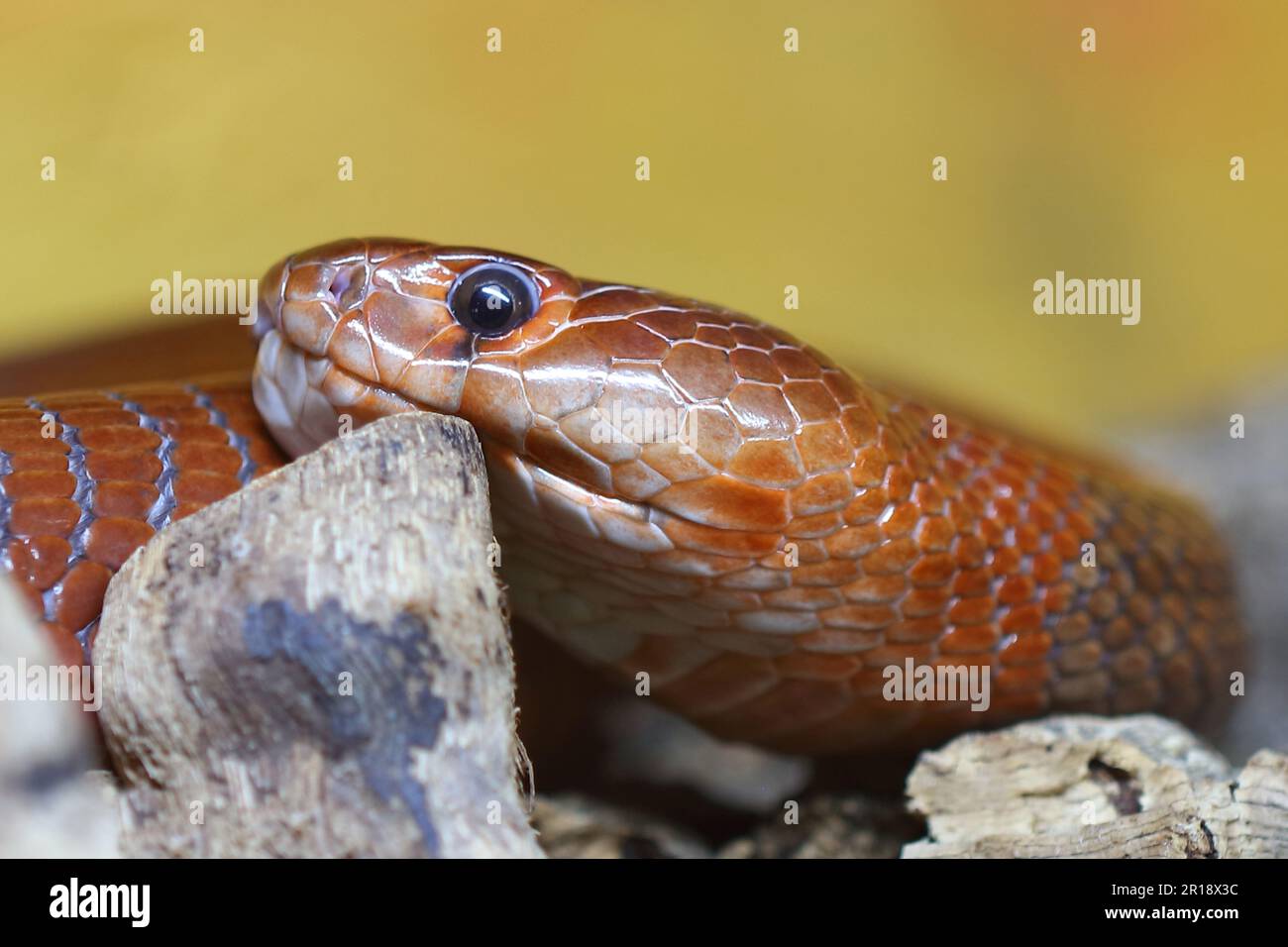 Rote Speikobra / Red spitting cobra / Naja pallida Stock Photo - Alamy