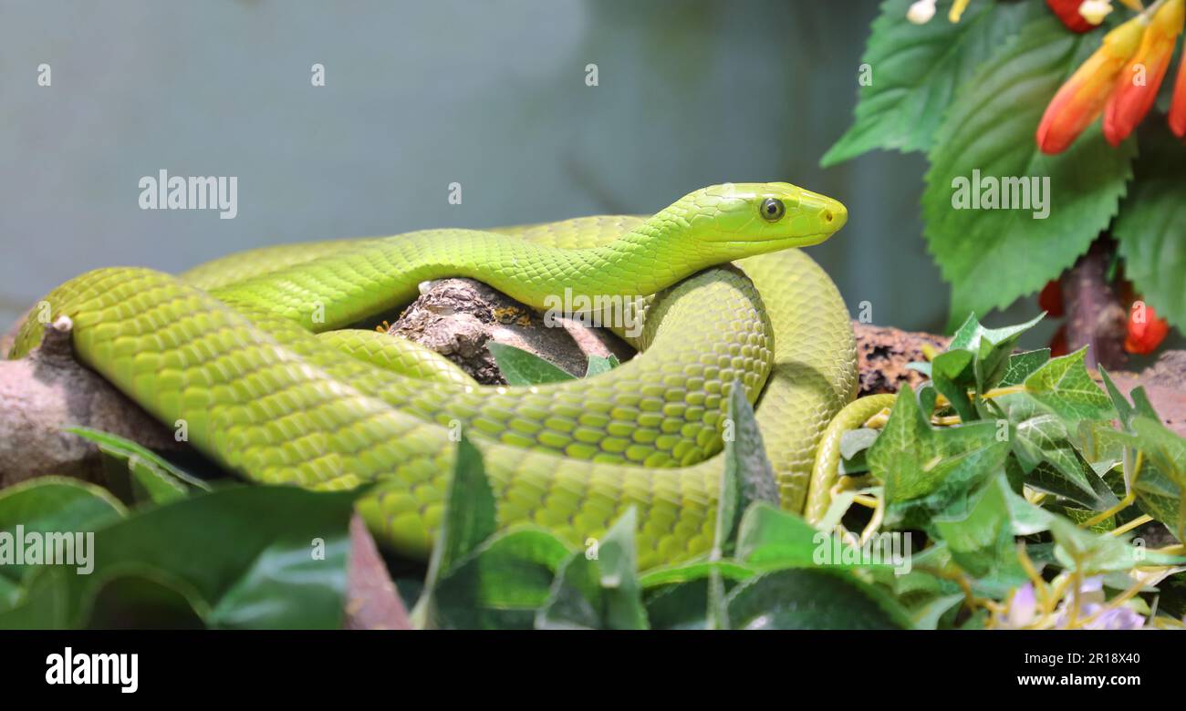Schmalkopf mambas hi-res stock photography and images - Alamy