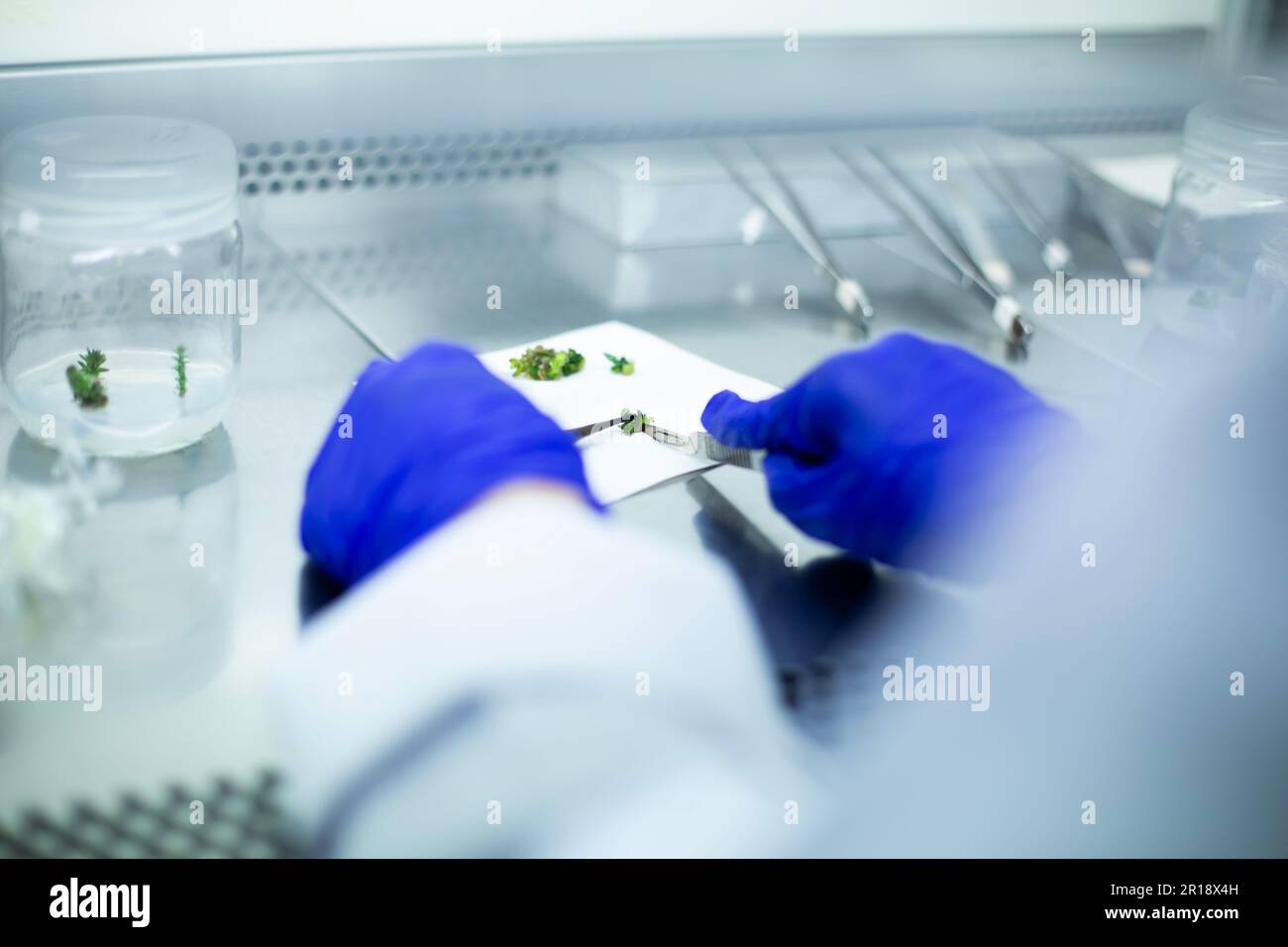 The scientist uses lab forceps and a scalpel to study a plant specimen ...