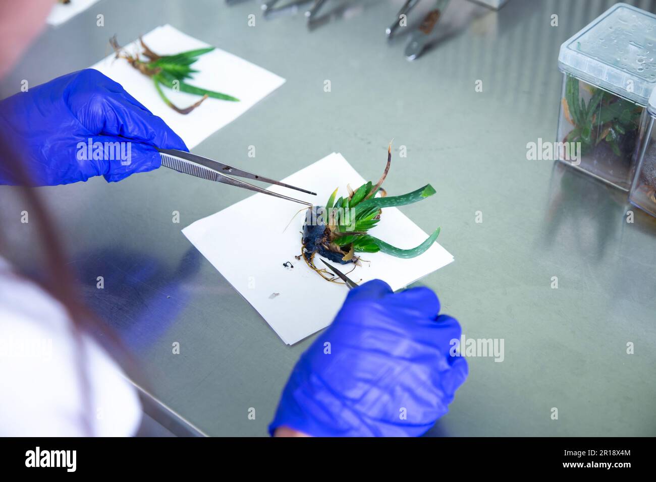 The scientist uses lab forceps and a scalpel to study a plant specimen ...