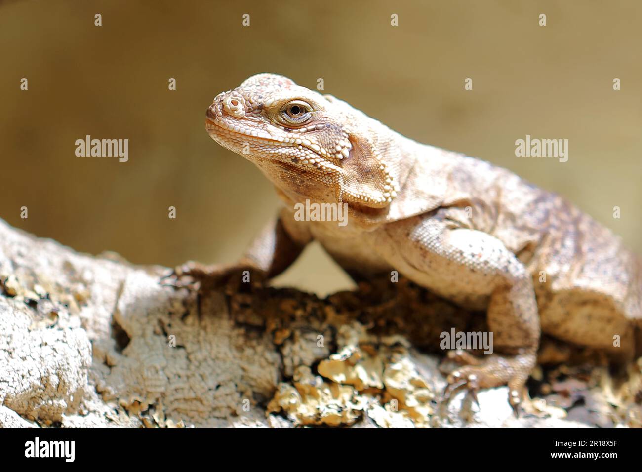 Sauromalus australis hi-res stock photography and images - Alamy