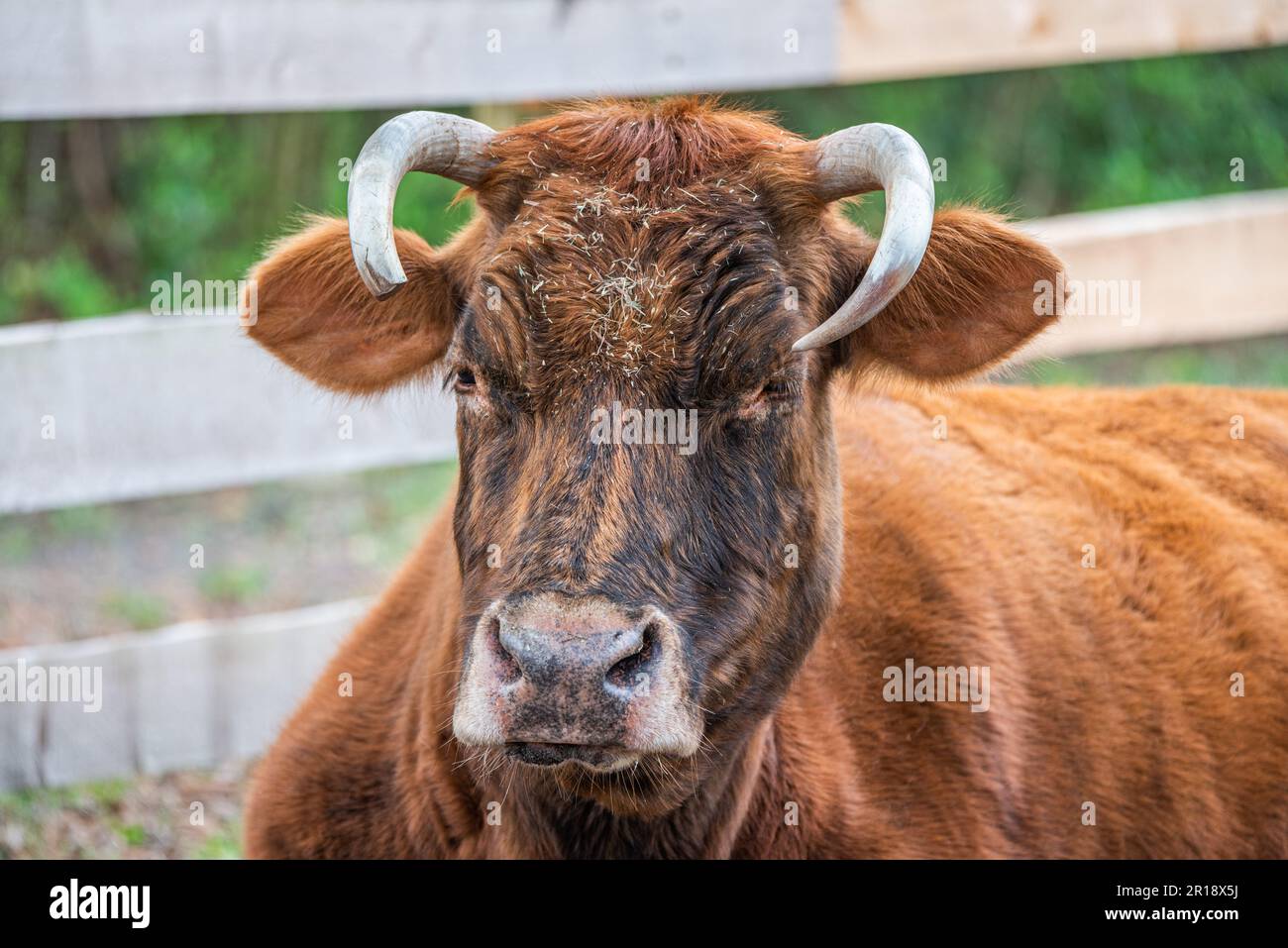 Oxen on a farm hi-res stock photography and images - Alamy