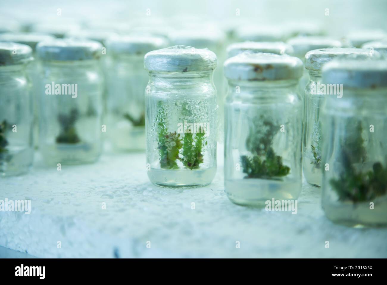 Specimen jars hi-res stock photography and images - Alamy