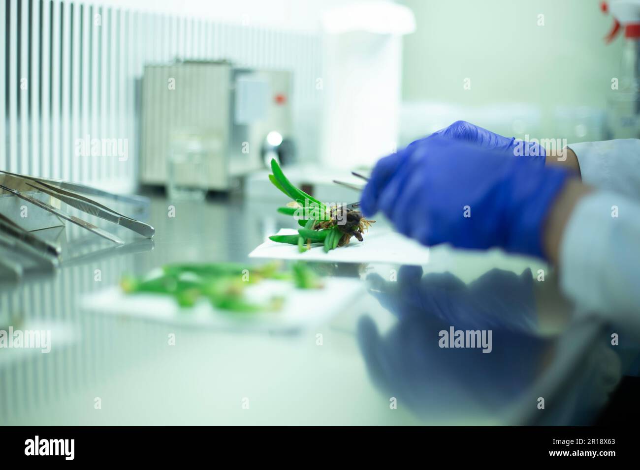 The scientist uses lab scalpel to cut a plant specimen. Biology ...
