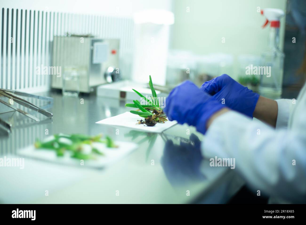 The scientist uses lab scalpel to cut a plant specimen. Biology ...