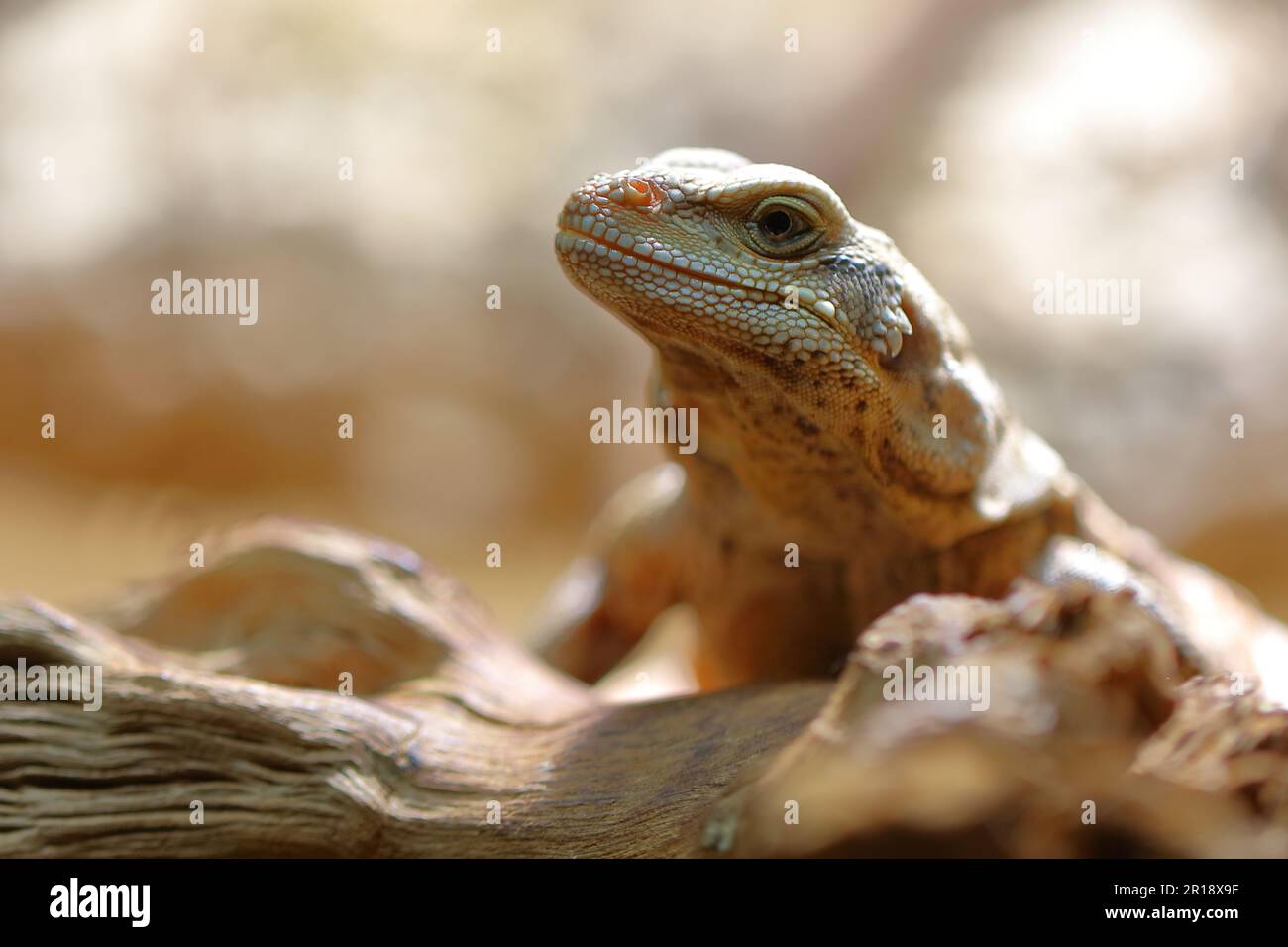 Common chuckwallas hi-res stock photography and images - Alamy