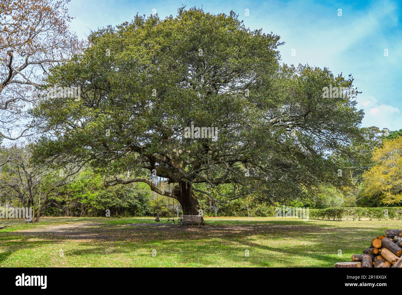 500 year old tree hi-res stock photography and images - Alamy
