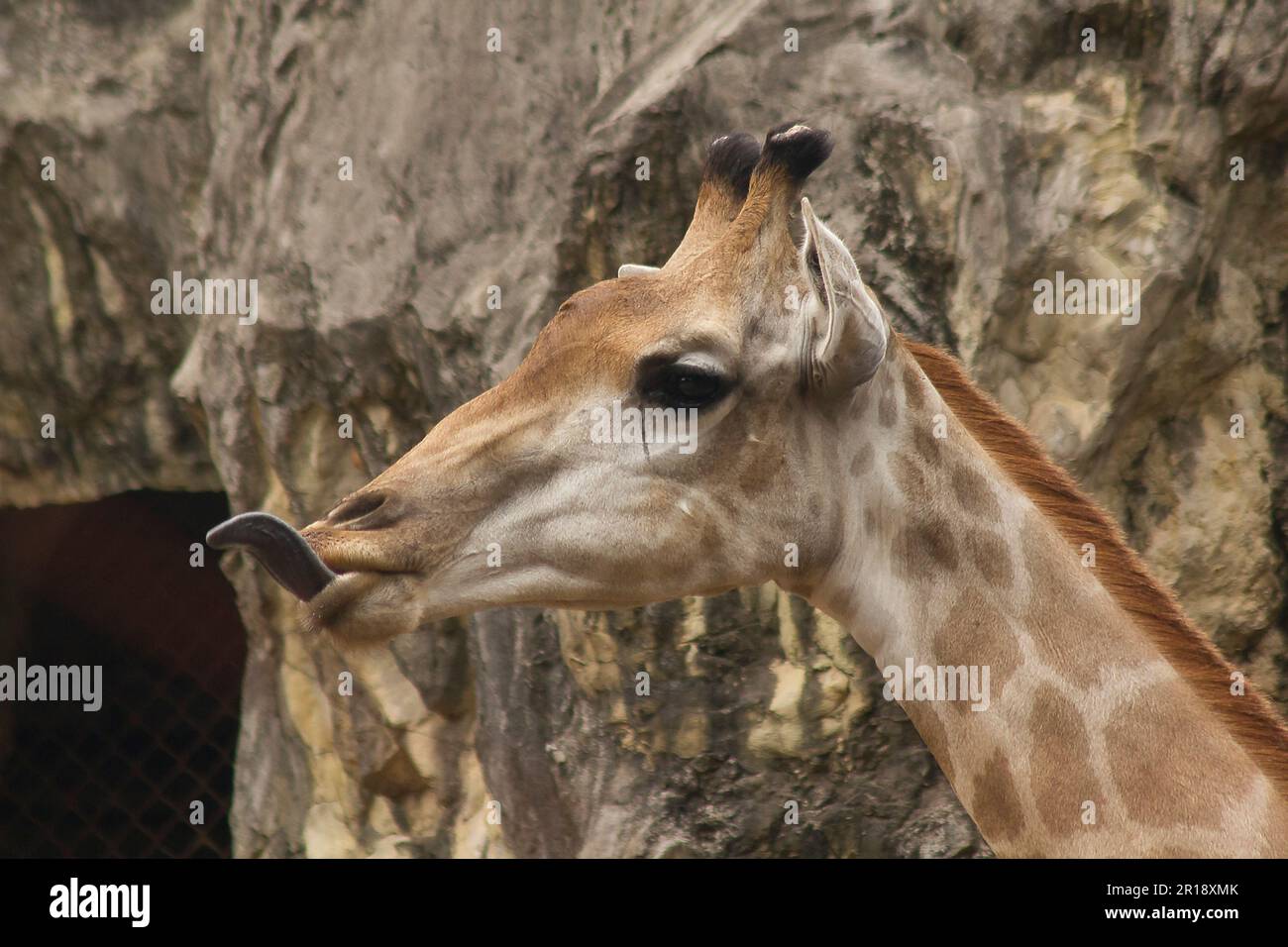 Unique head pattern hi-res stock photography and images - Alamy