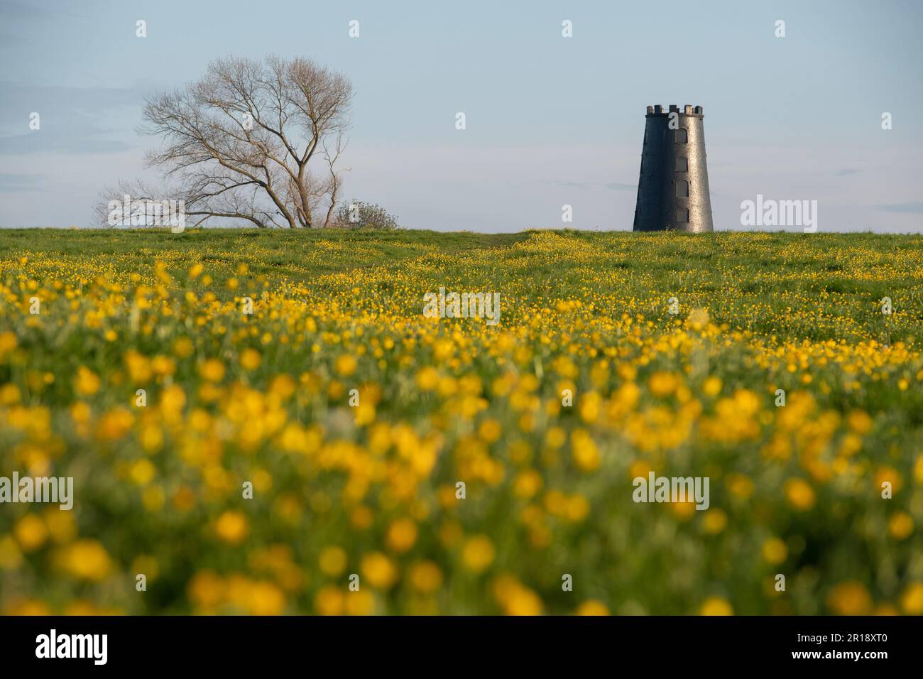 The Black Mill surrounded by Buttercups on Beverley Westwood in East ...